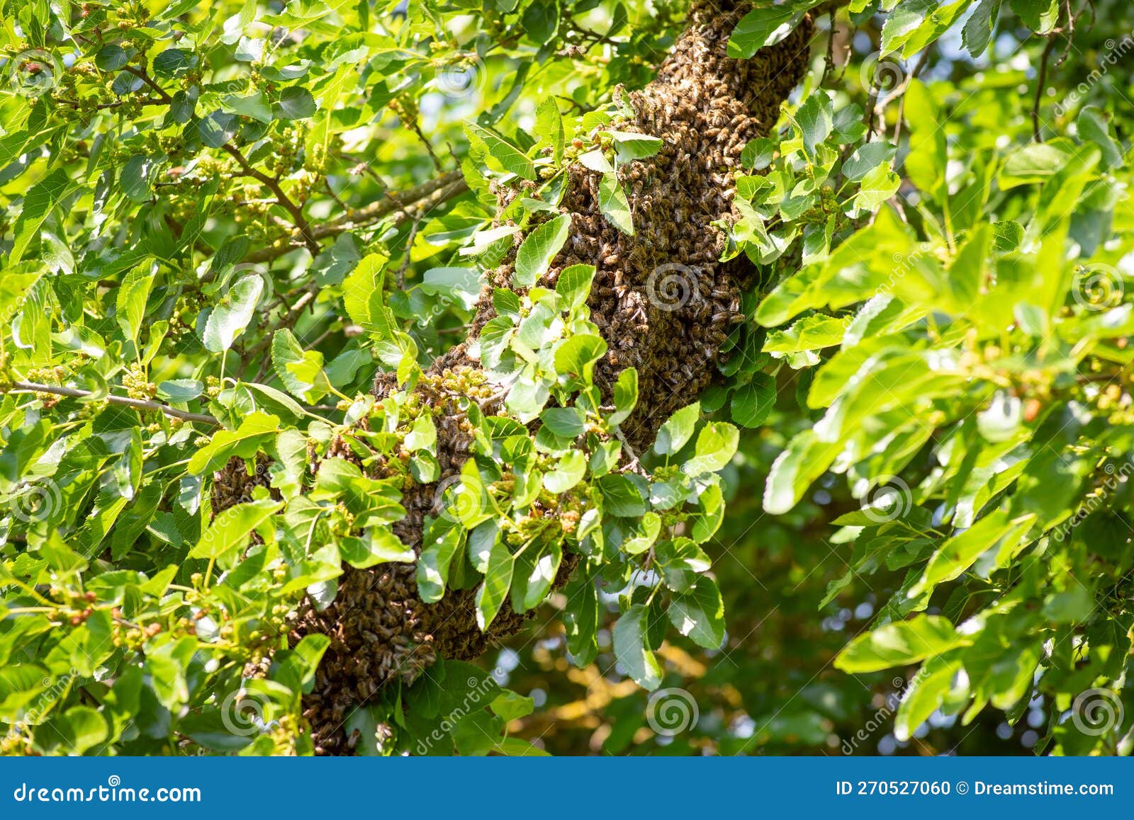 Bees Leaving Hive and Apiary Stock Photo - Image of rural, green: 270527060