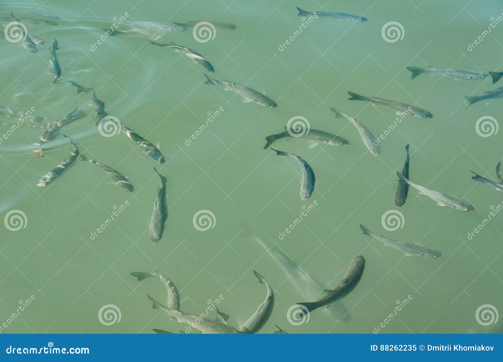 Gara Rufa Doctor Fish Treat Human Leg Skin In Water Tank Royalty-Free ...