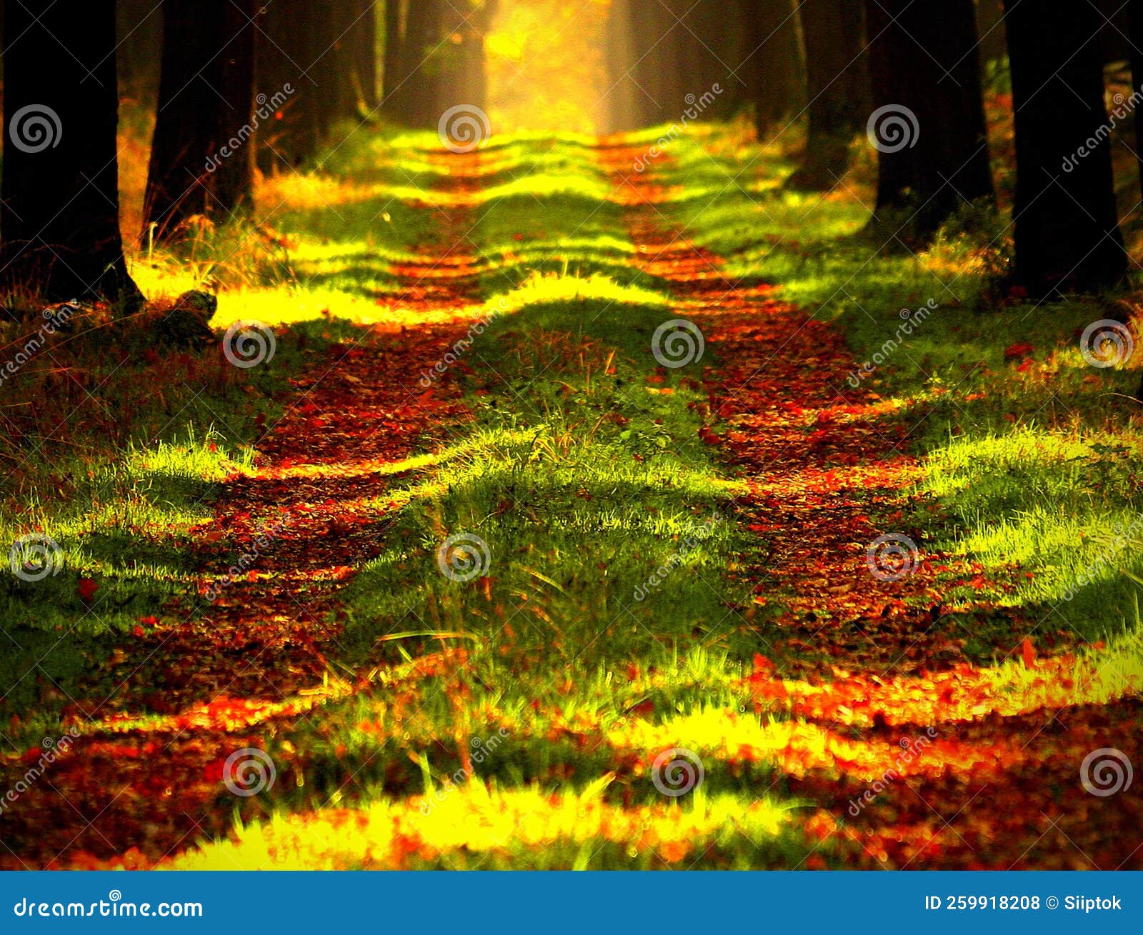 Big Swaying Trees in the Forestcolored Grass Path in the Forest with ...