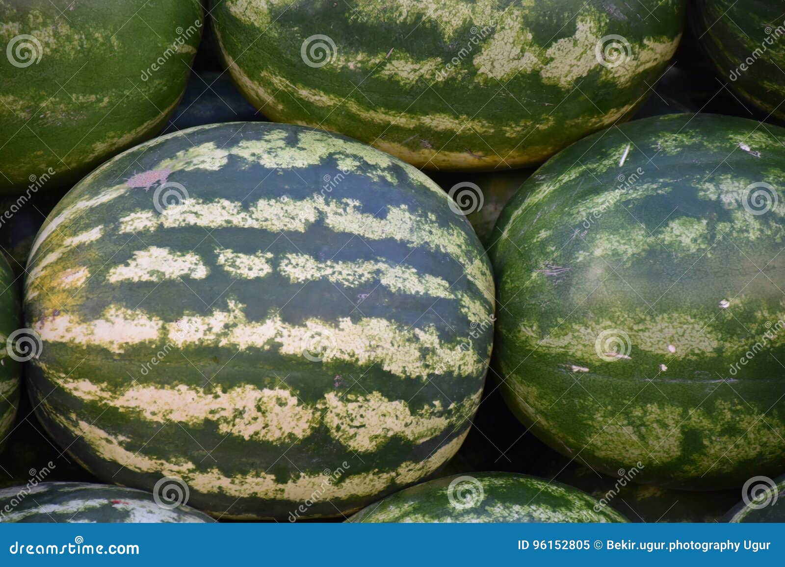 Big Sweet Green Watermelons Stock Image - Image of summer, fresh: 96152805