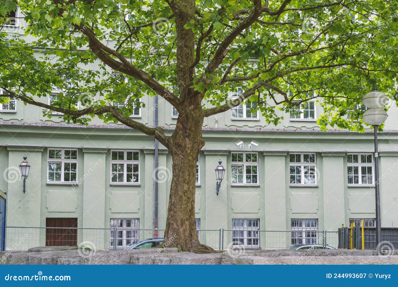 Big sycamore tree stock image. Image of background, branches - 244993607