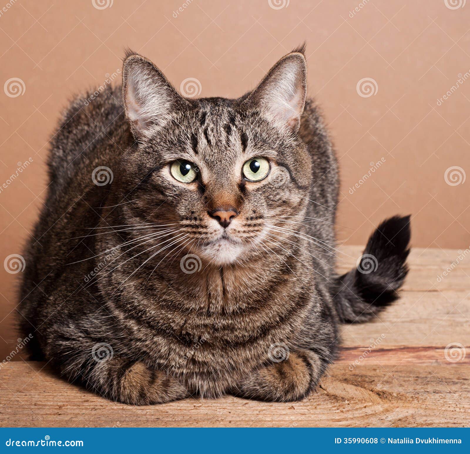 Big tabby cat stock photo. Image of fluffy, good, rest - 35990608