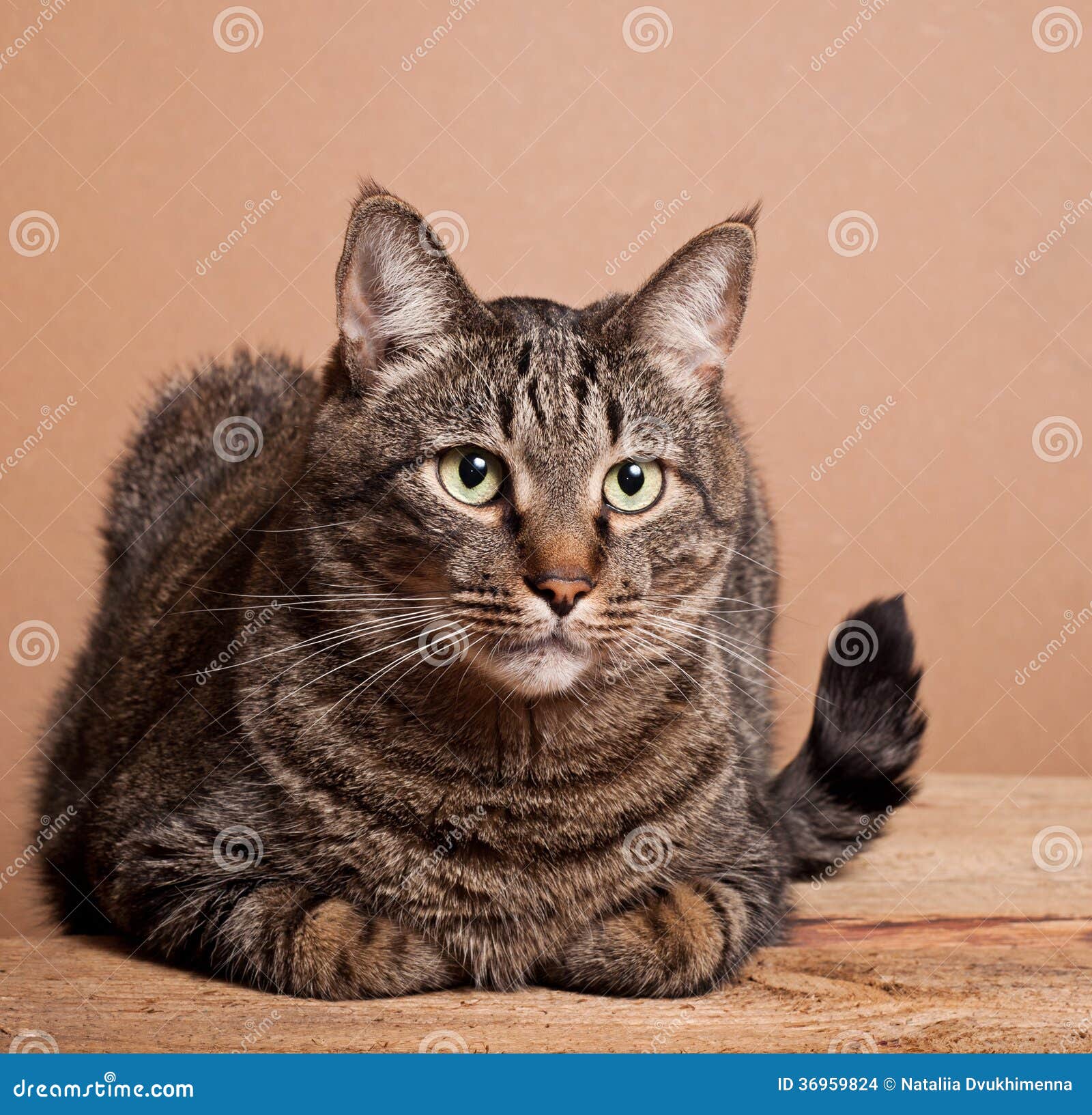 Big tabby cat stock photo. Image of rest, feline, wooden - 36959824