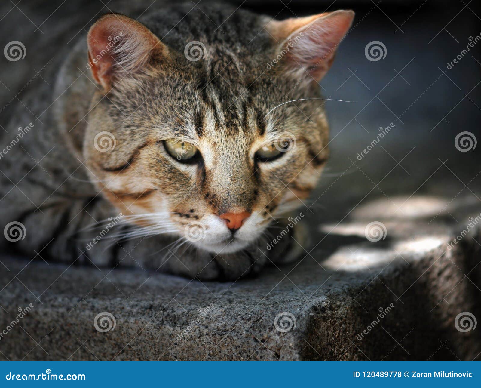 Big tabby cat looking down stock photo. Image of fluffy - 120489778