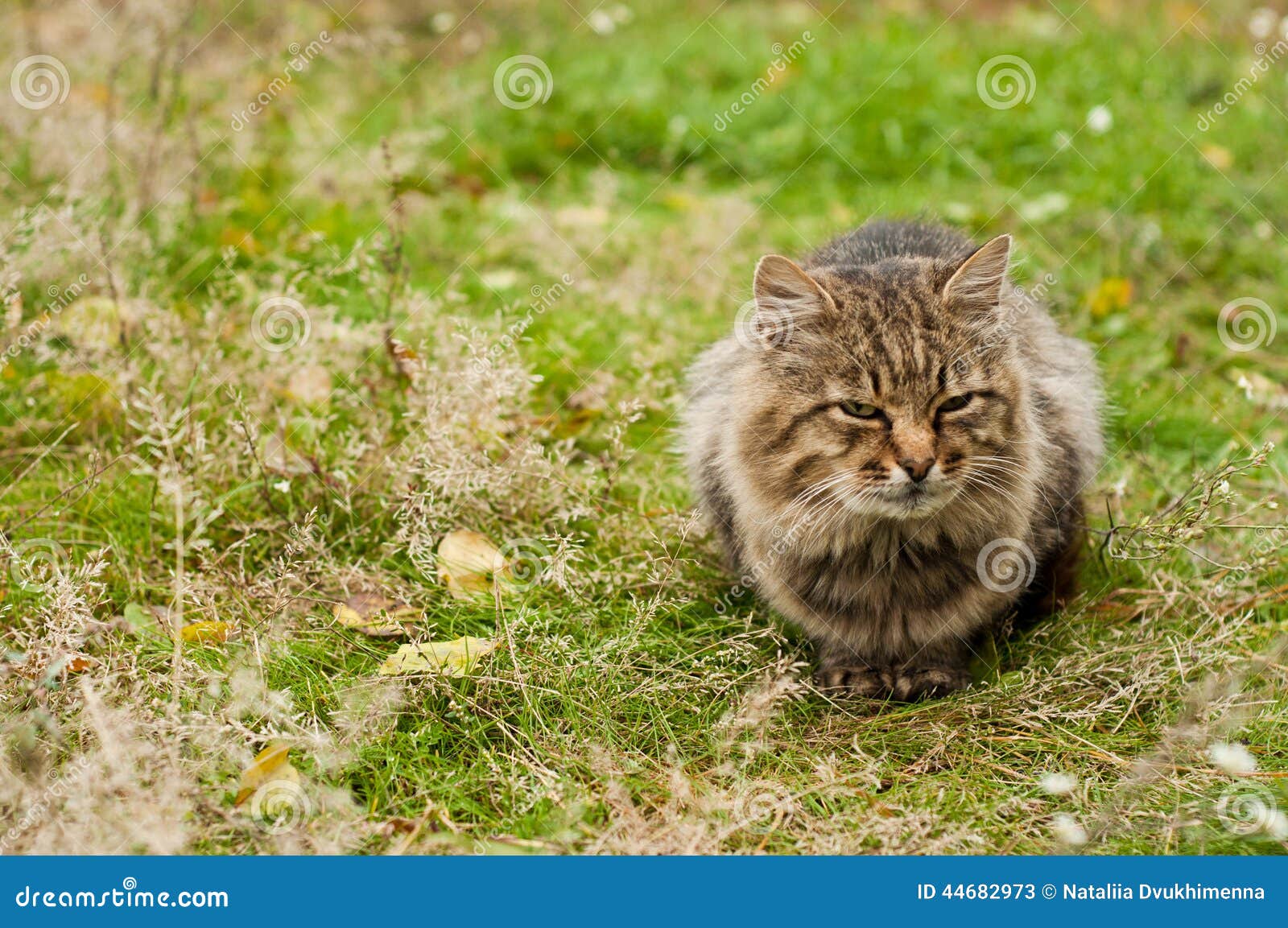 Big tabby cat stock image. Image of feline, lying, portrait - 44682973