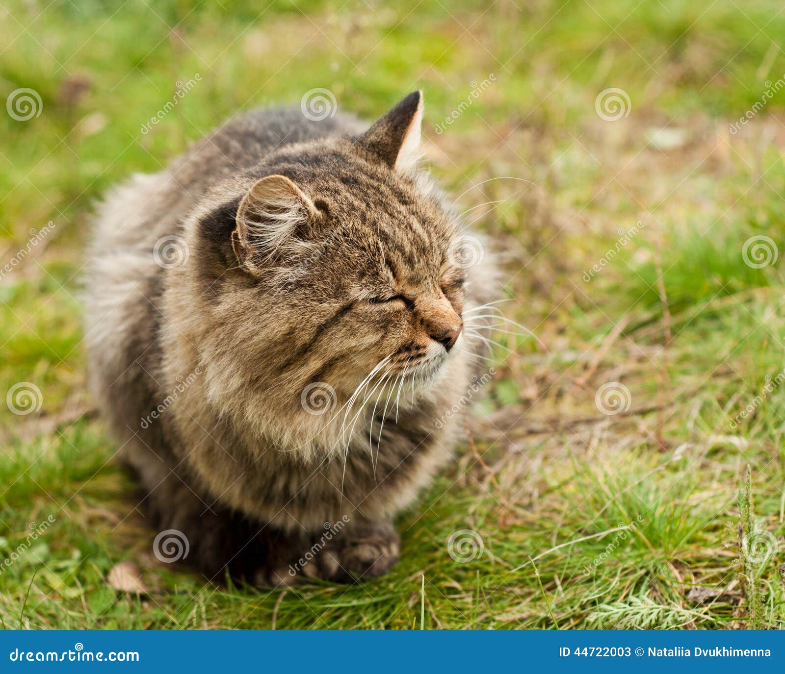 Big tabby cat stock image. Image of pussycat, grass, fluffy - 44722003