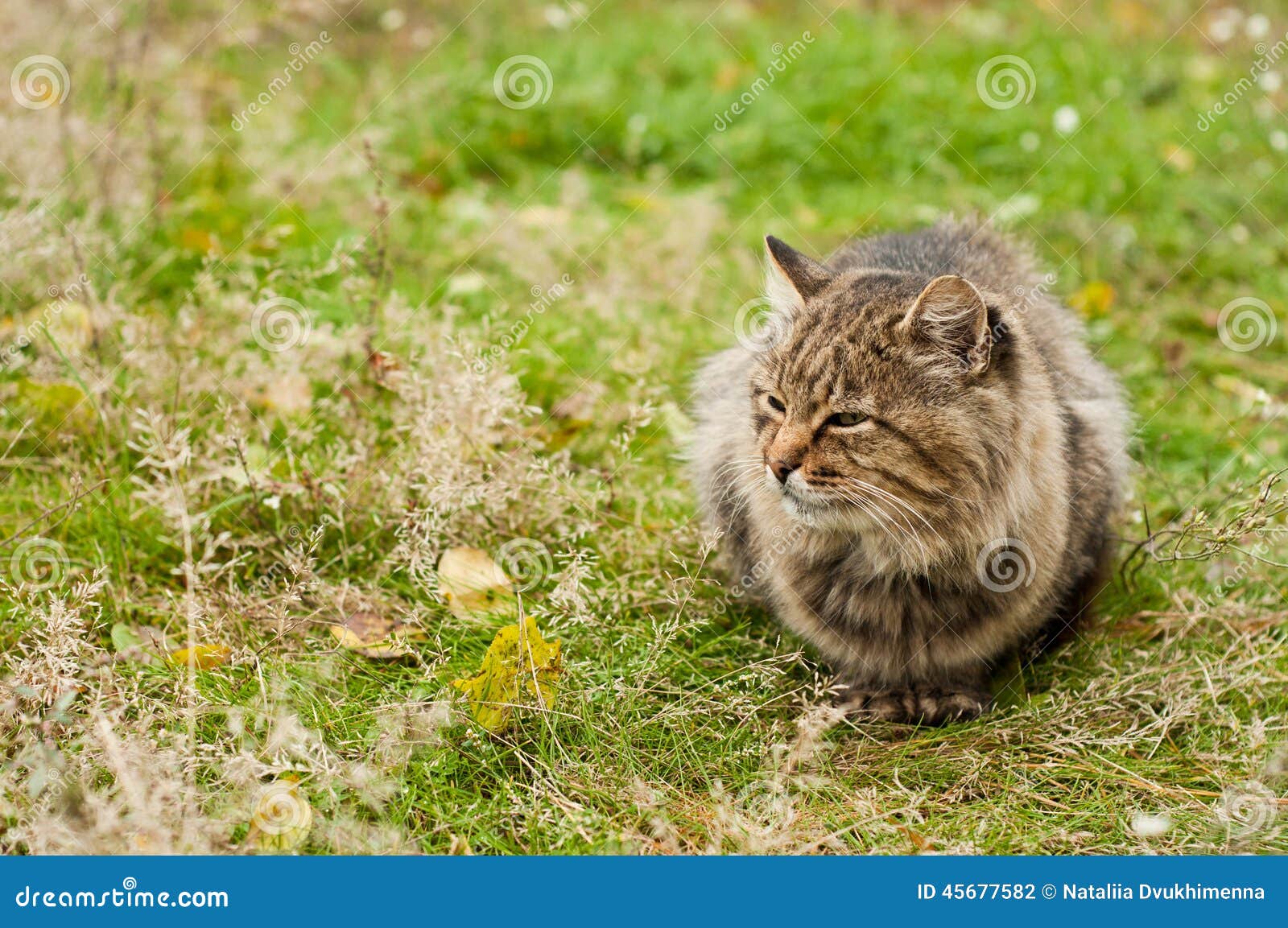 Big tabby cat stock photo. Image of good, nature, cute - 45677582