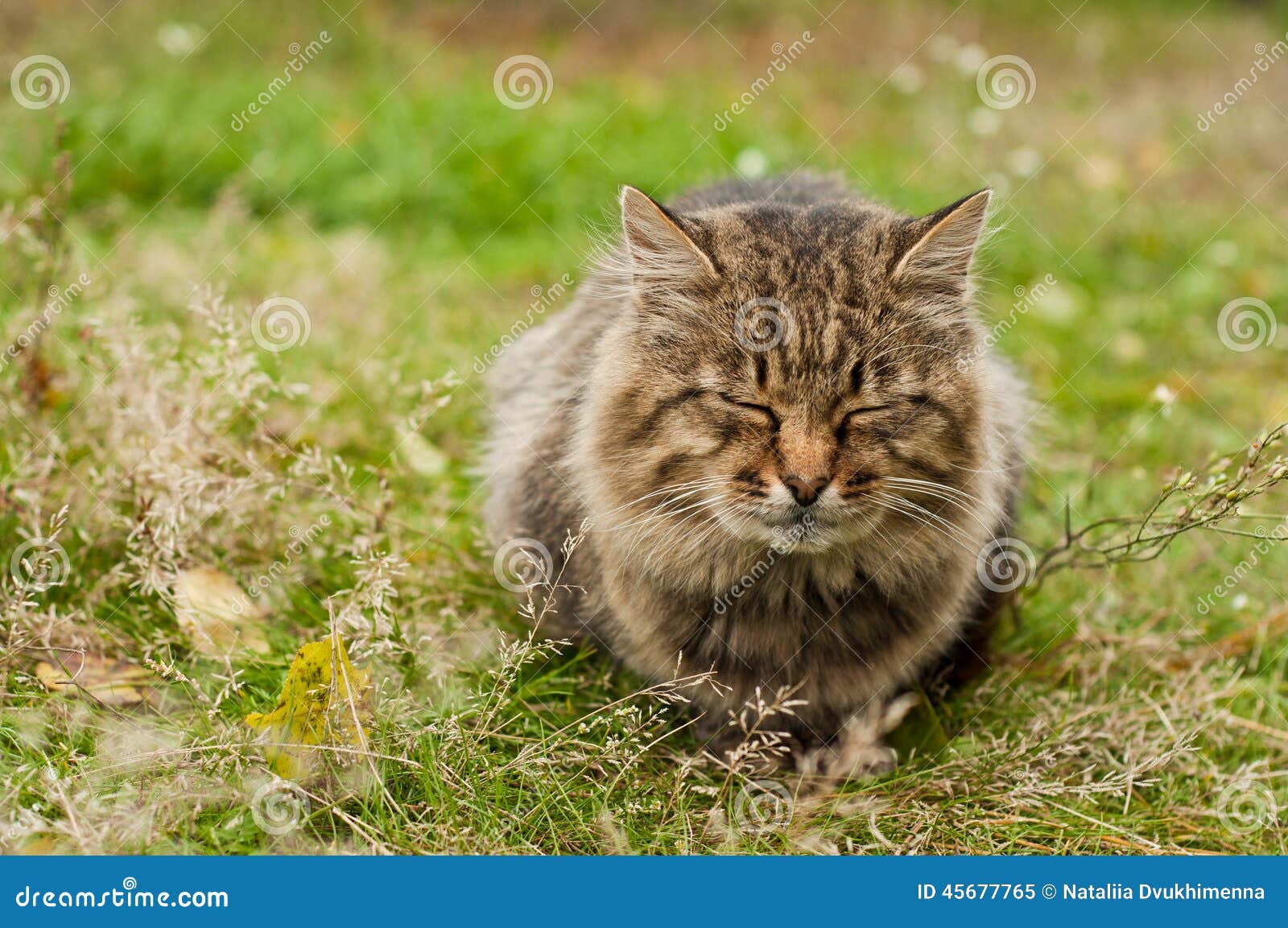 Big tabby cat stock image. Image of portrait, summer - 45677765
