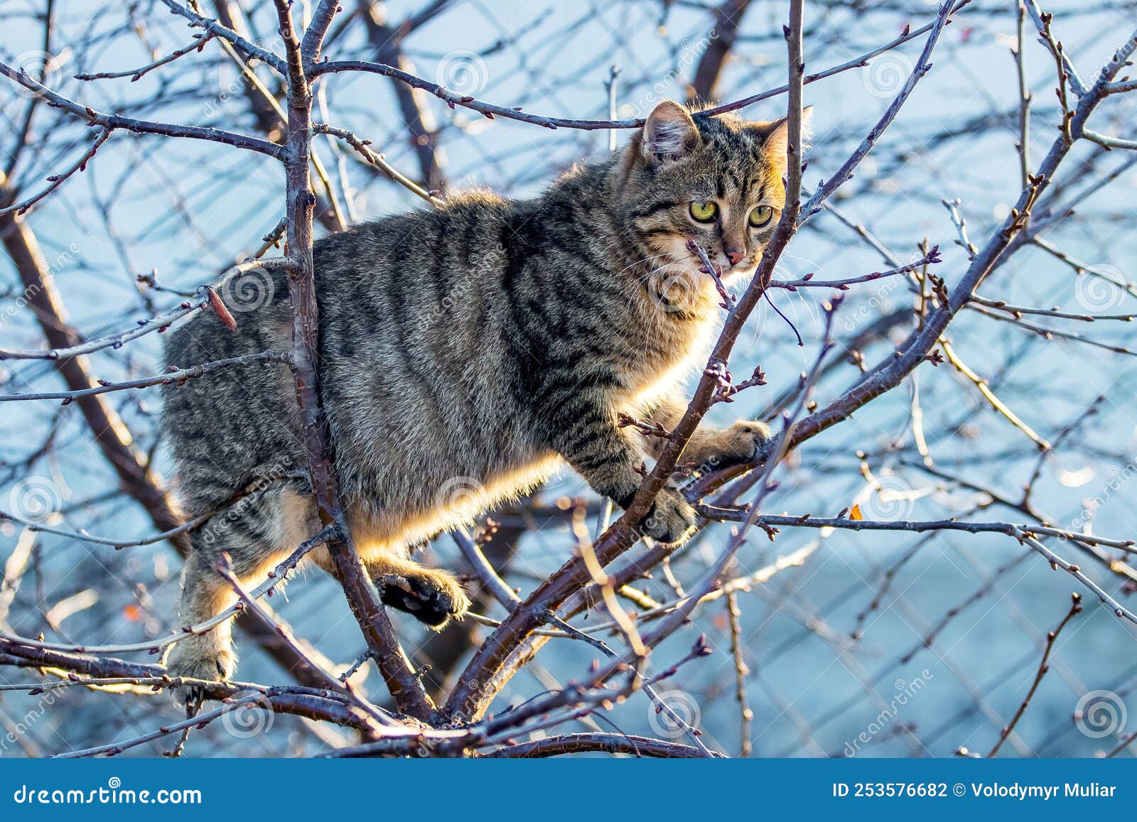 A Big Tabby Cat on a Tree in Autumn Stock Photo - Image of nature, cute ...