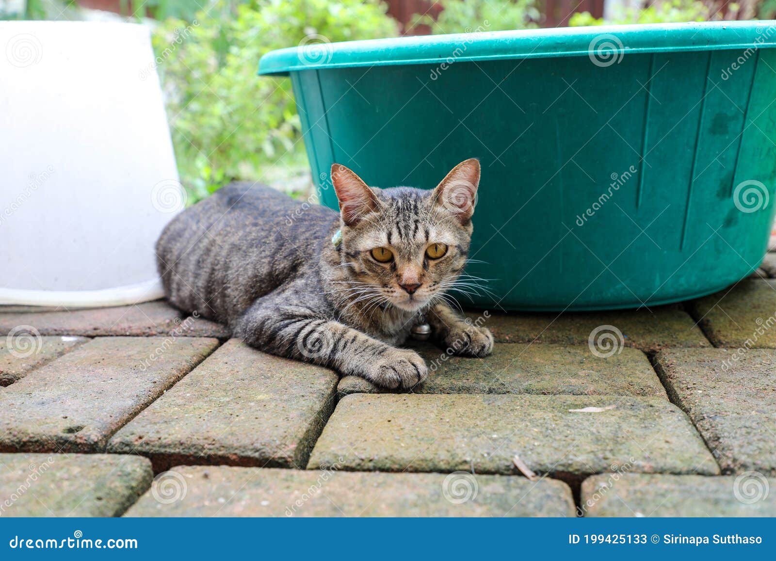 A Big Tabby Lying on the Floor. Stock Image - Image of fruit, tabby ...