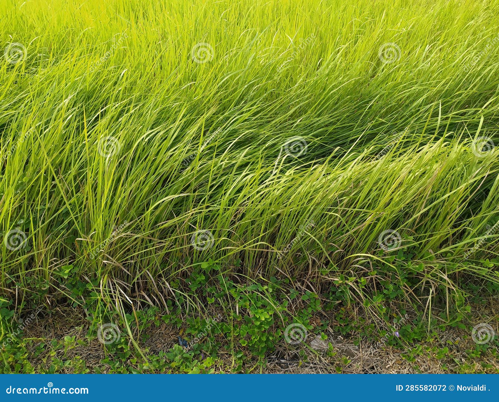 A Big Tall Green Grass in the Field Stock Photo - Image of green, tall ...