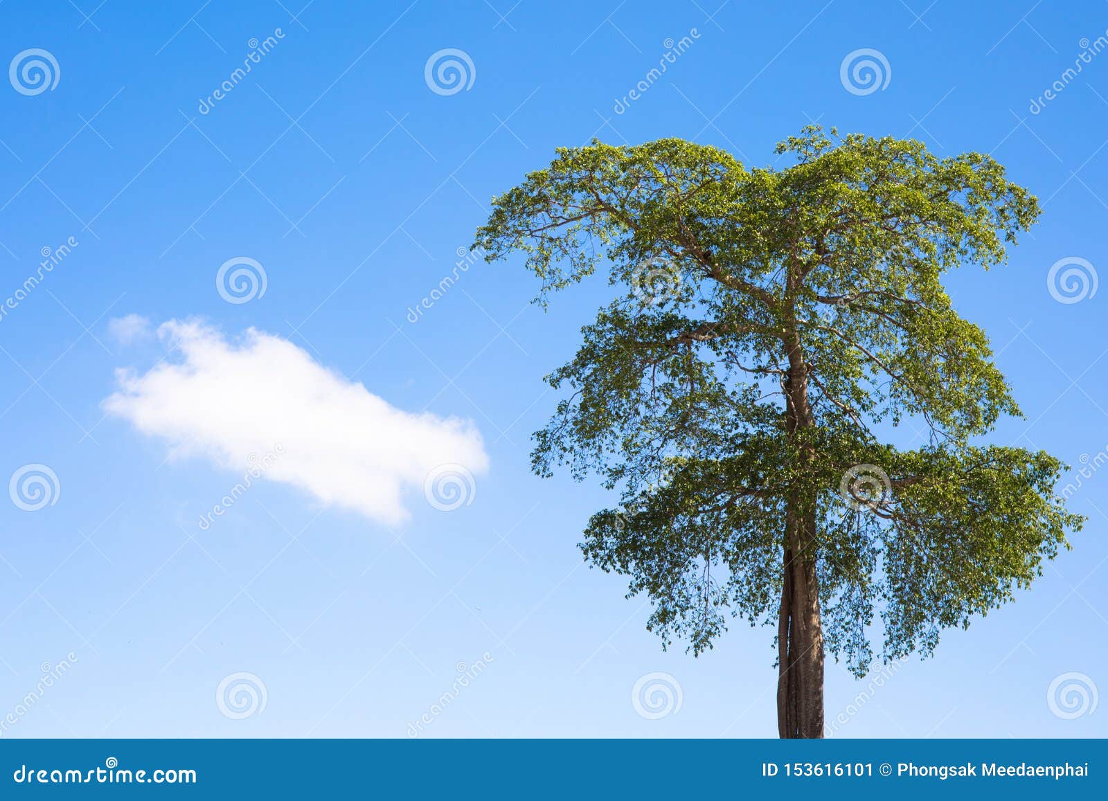 Big Tall Green Tree with Leaf and Blue Sky. Stock Image - Image of ...