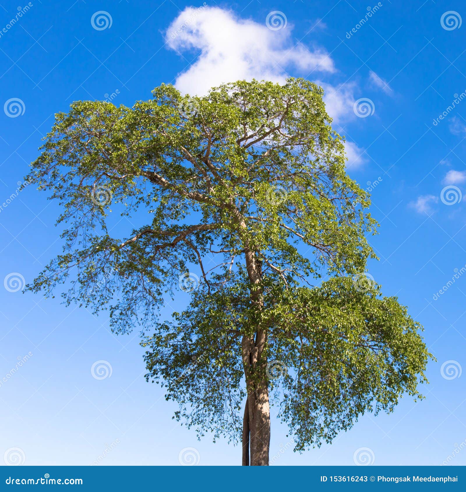 Big Tall Green Tree with Leaf and Blue Sky. Stock Image - Image of ...