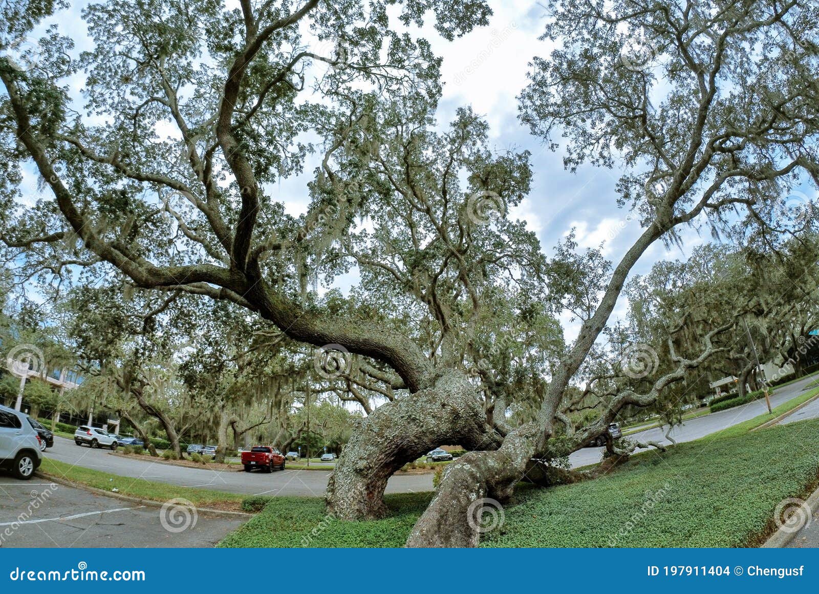 Big tall oak tree stock photo. Image of brick, park - 197911404
