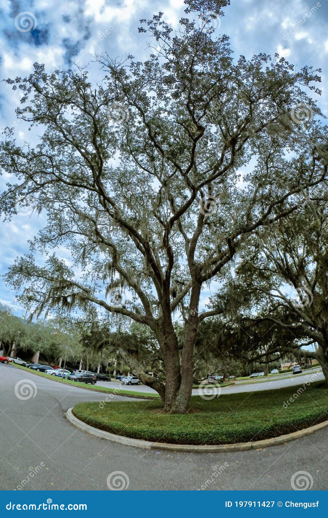 Big tall oak tree stock image. Image of brick, background - 197911427