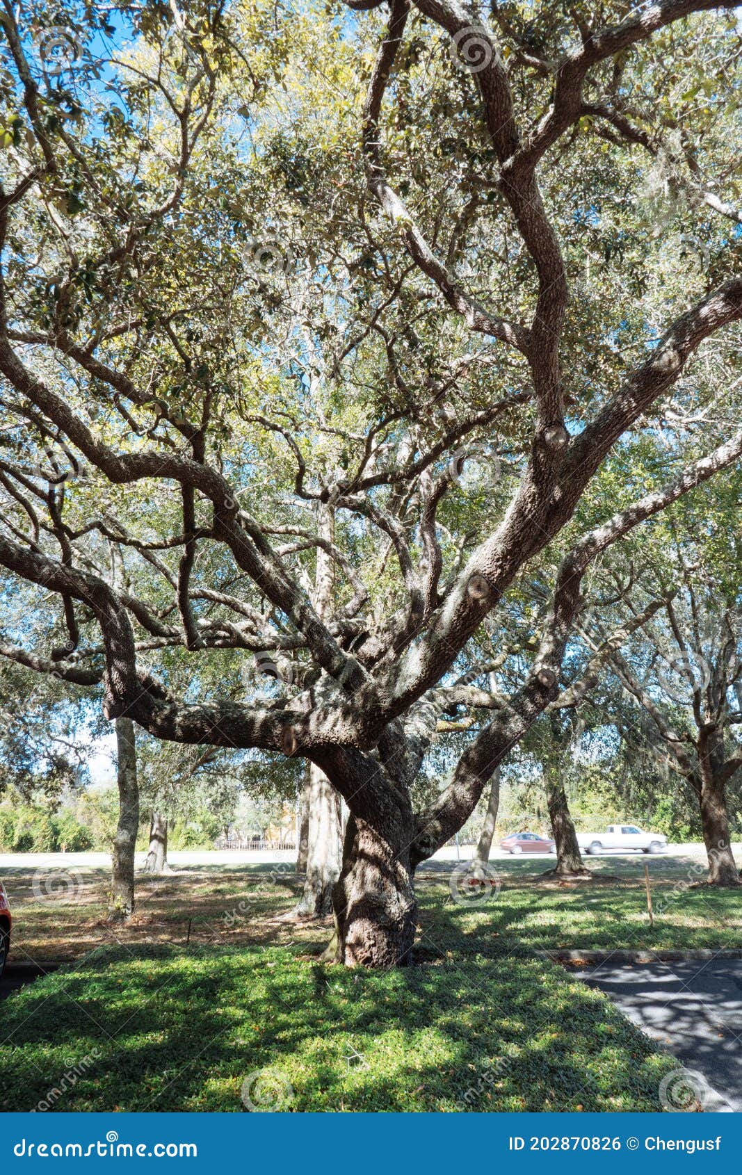 Big tall oak tree stock photo. Image of grass, construction - 202870826