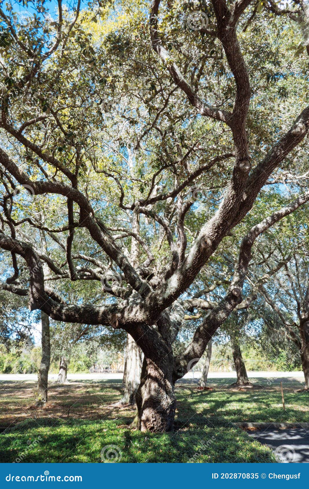 Big tall oak tree stock image. Image of door, outside - 202870835