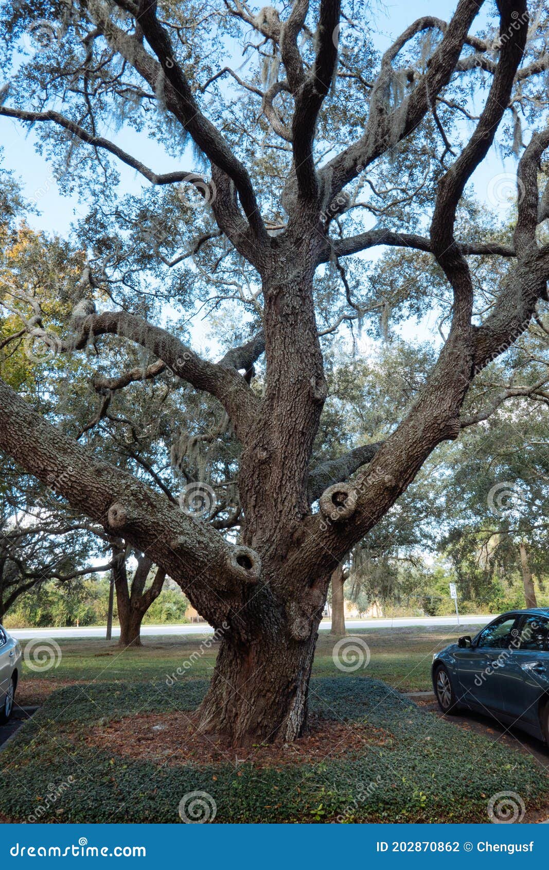 Big tall oak tree stock photo. Image of door, grass - 202870862