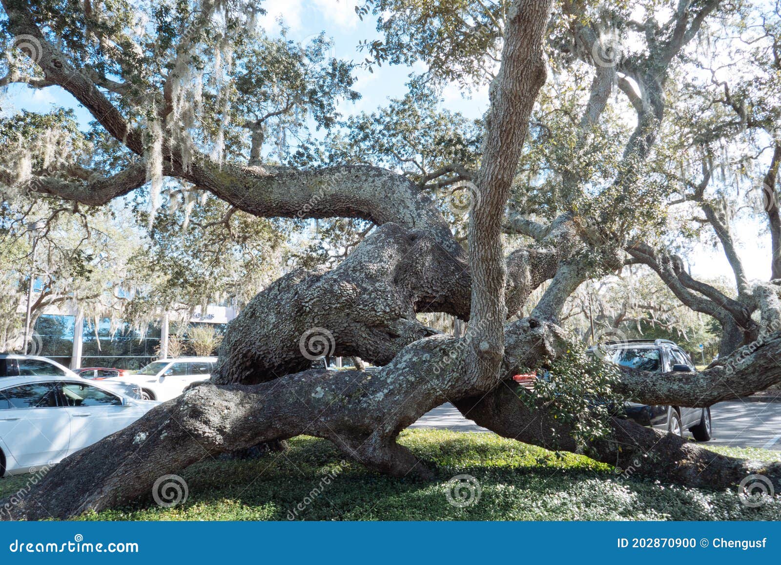 Big tall oak tree stock photo. Image of blue, natural - 202870900