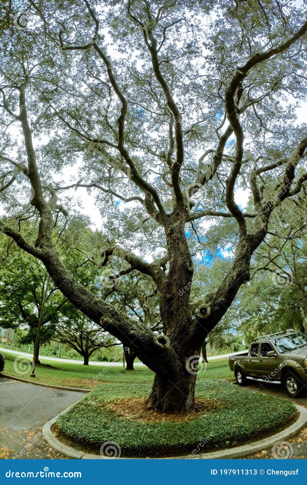 Big tall oak tree stock image. Image of grass, outdoor - 197911313