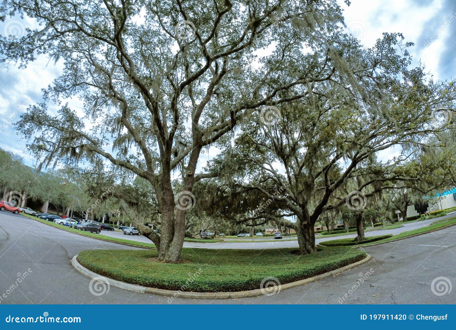 Big tall oak tree stock photo. Image of background, grass - 197911420