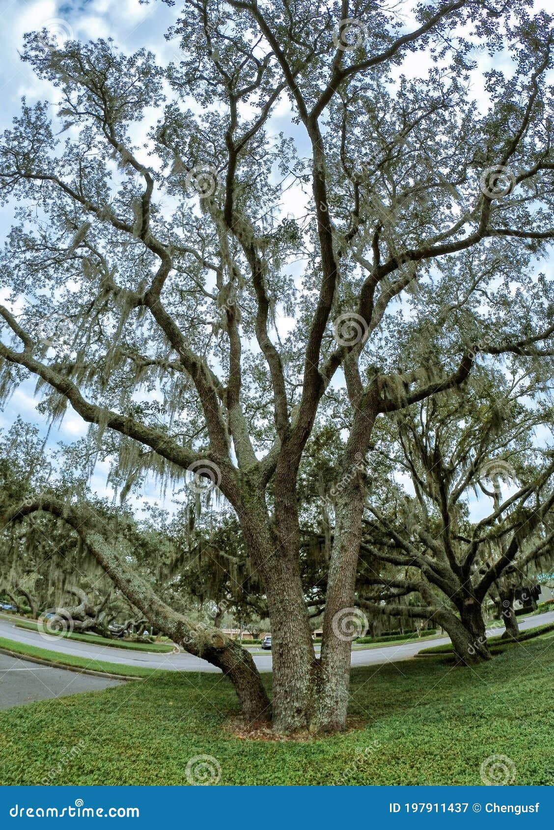 Big tall oak tree stock image. Image of nature, exterior - 197911437