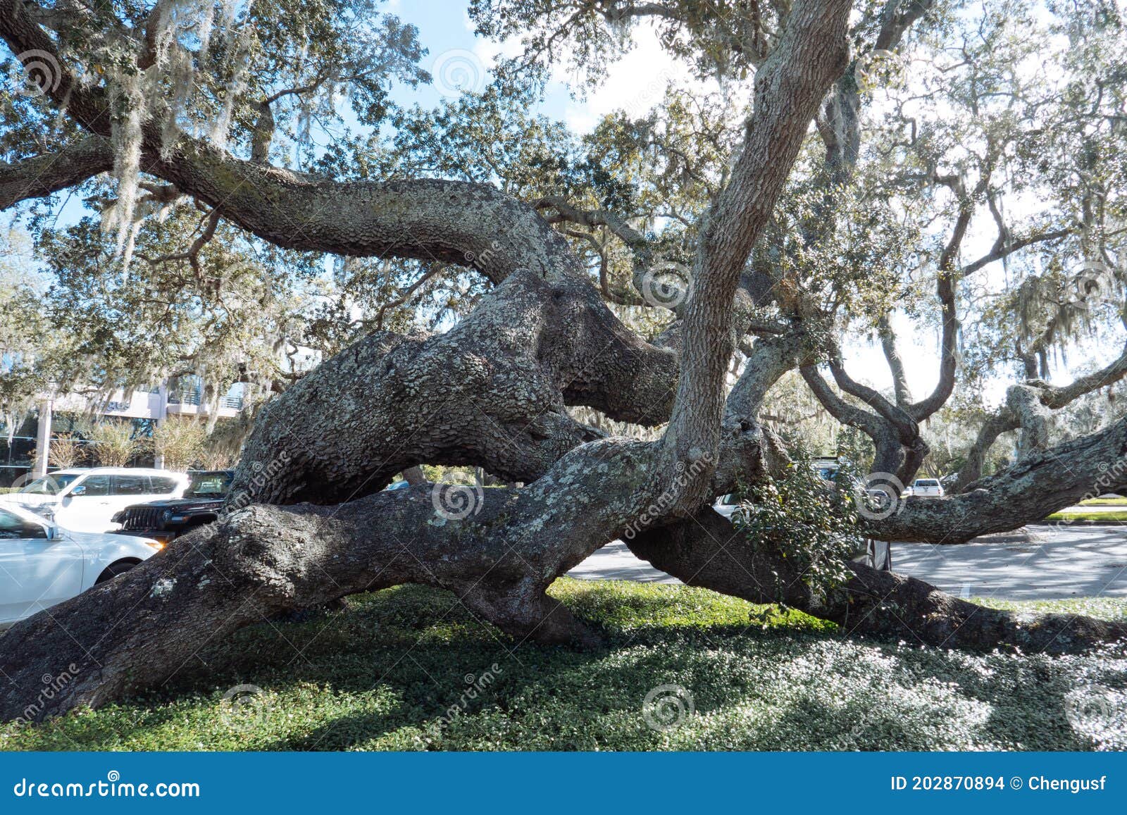 Big tall oak tree stock photo. Image of garden, huge - 202870894