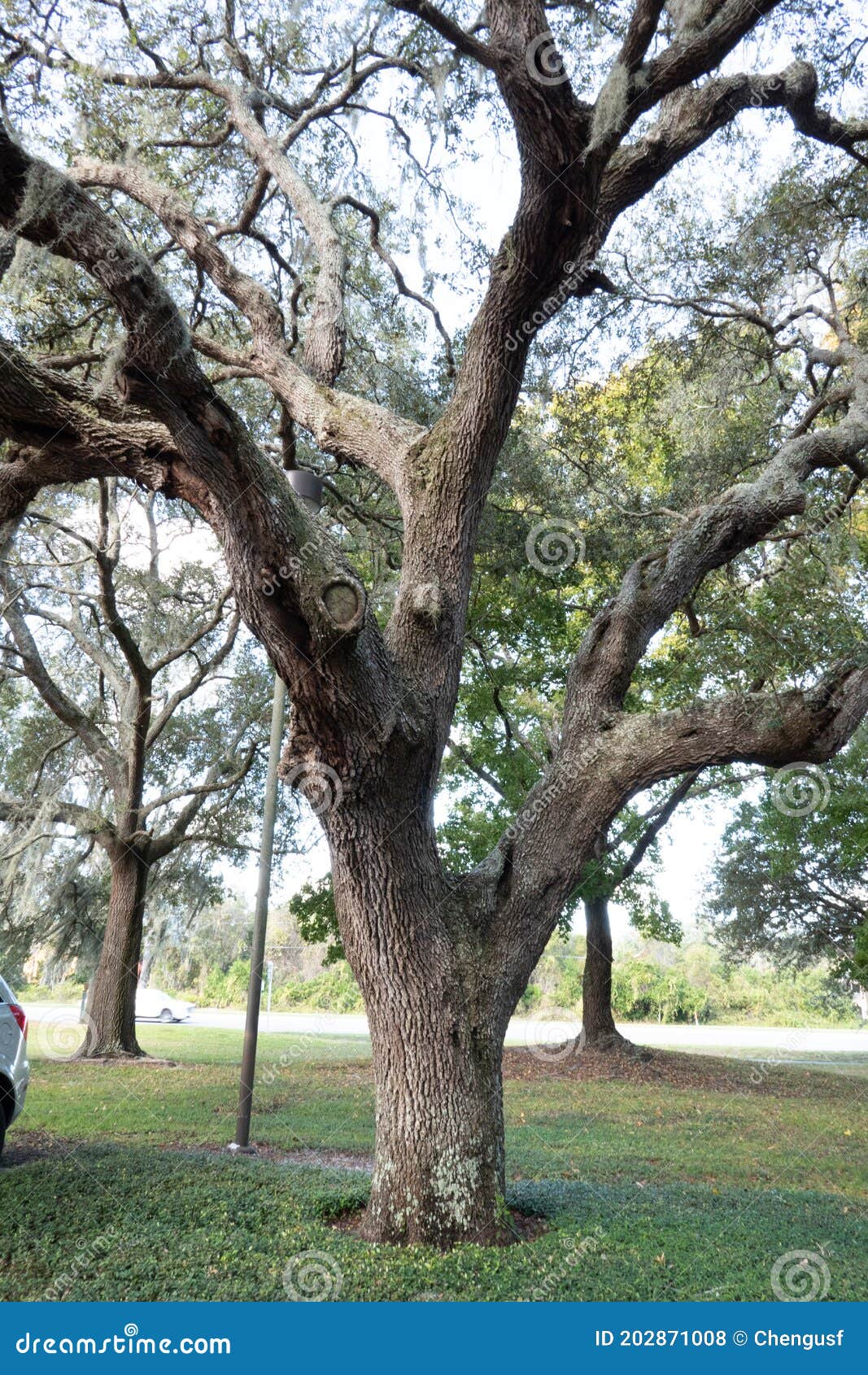 Big tall oak tree stock photo. Image of city, house - 202871008