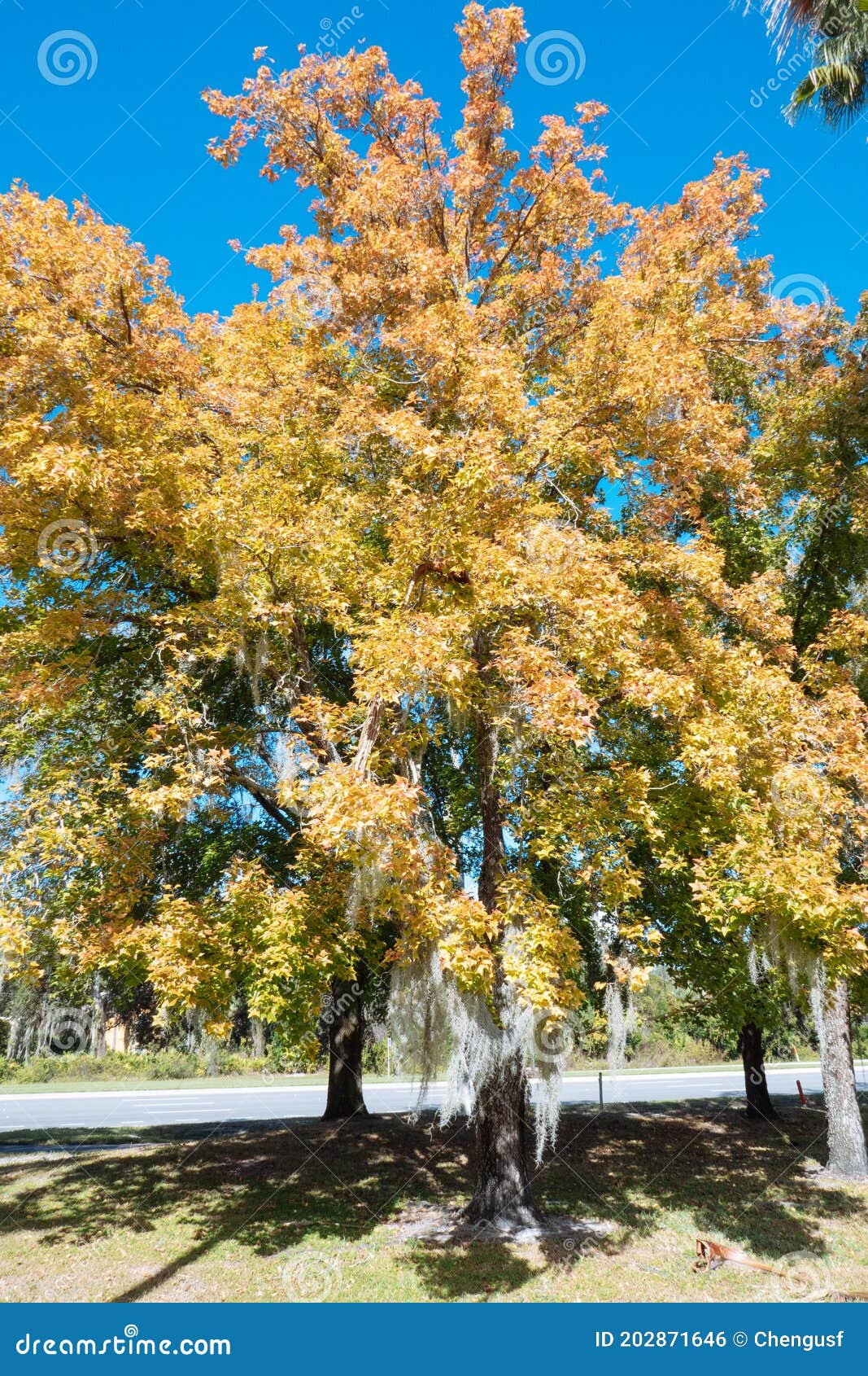 Big tall oak tree stock photo. Image of home, huge, outside - 202871646