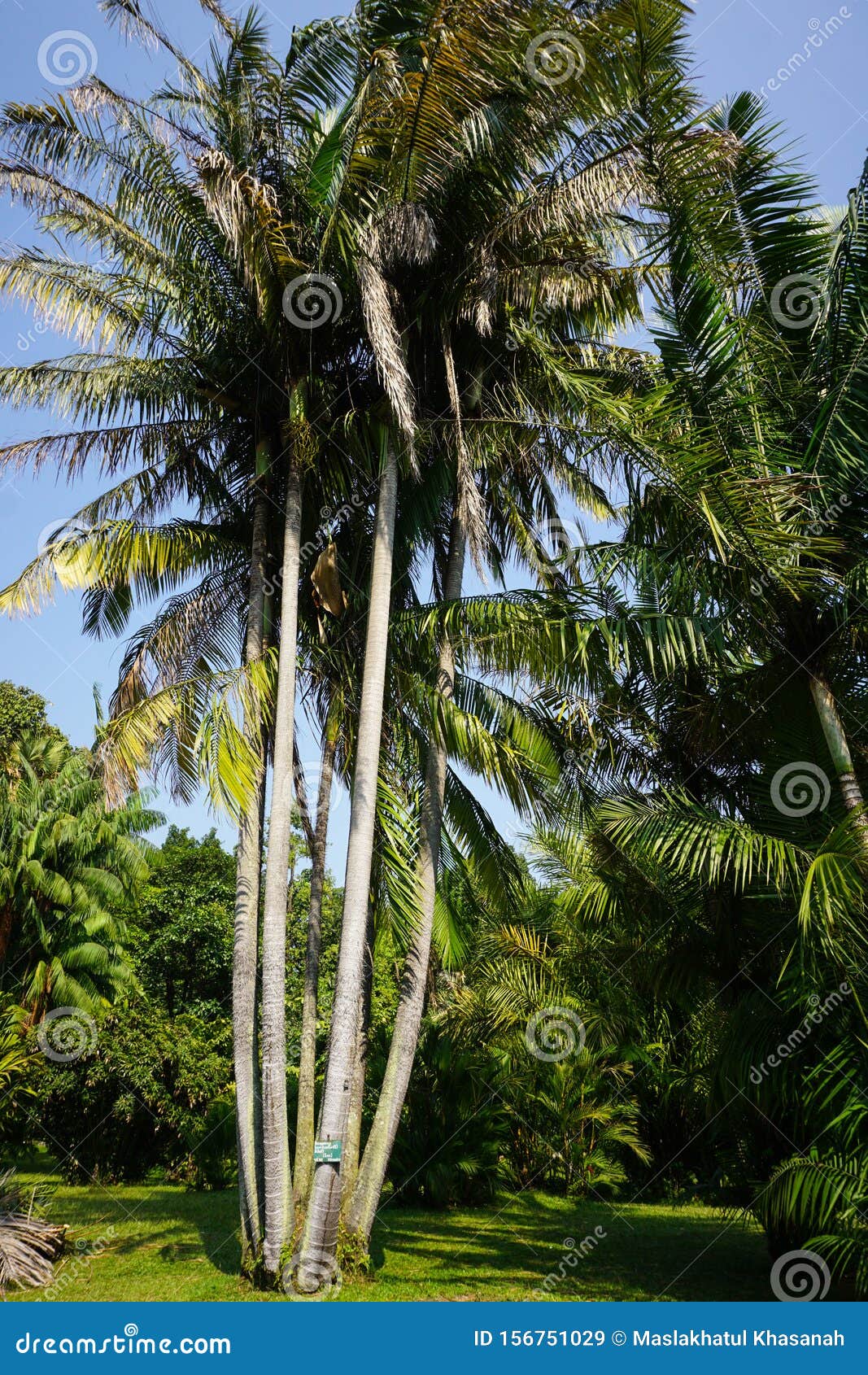 Big and Tall Palm Tree on the Green Tropical Forest in Indonesia Stock ...