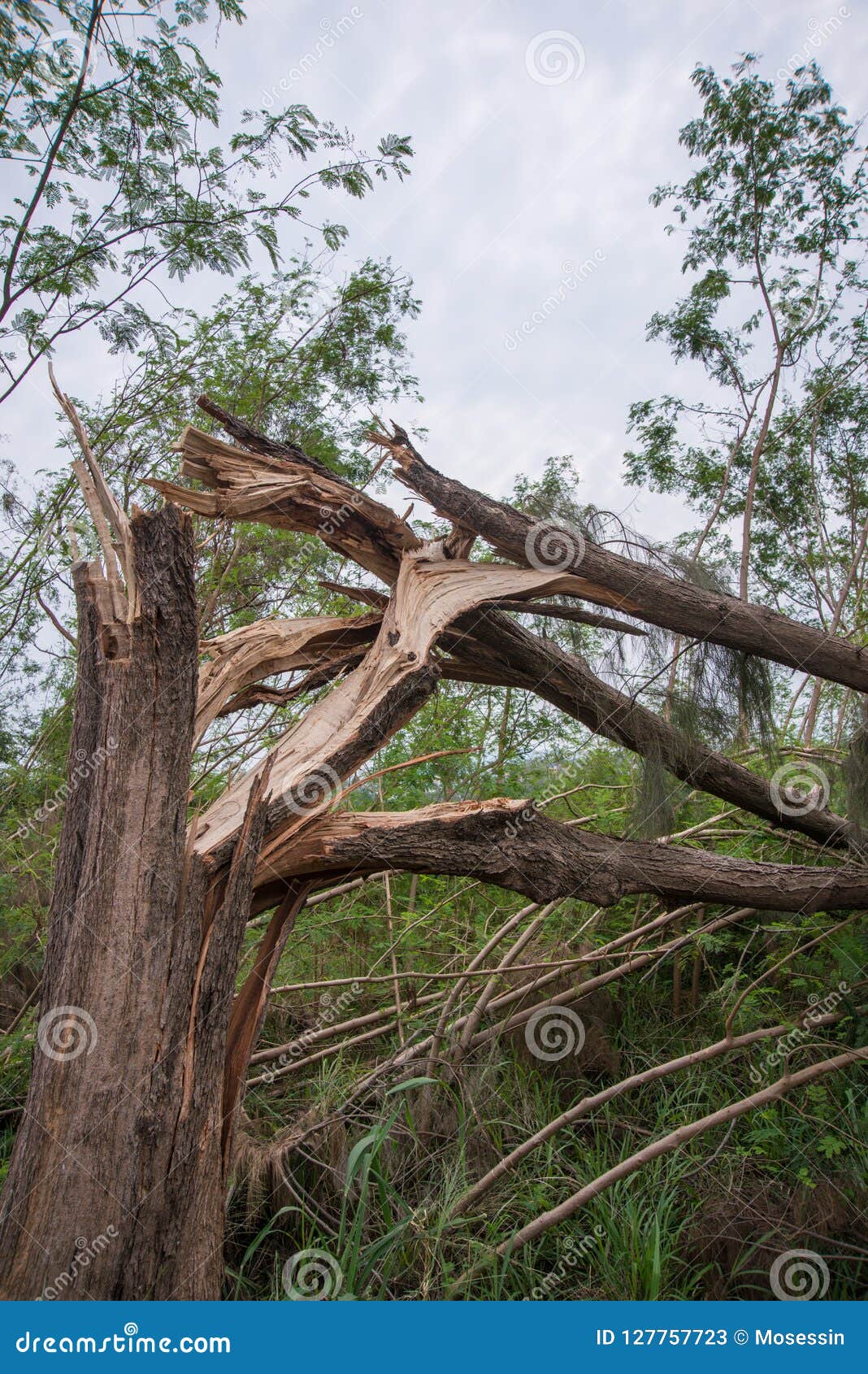 Collapse tree danger stock image. Image of condition - 127757723