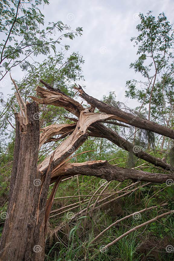 Collapse tree danger stock image. Image of condition - 127757723