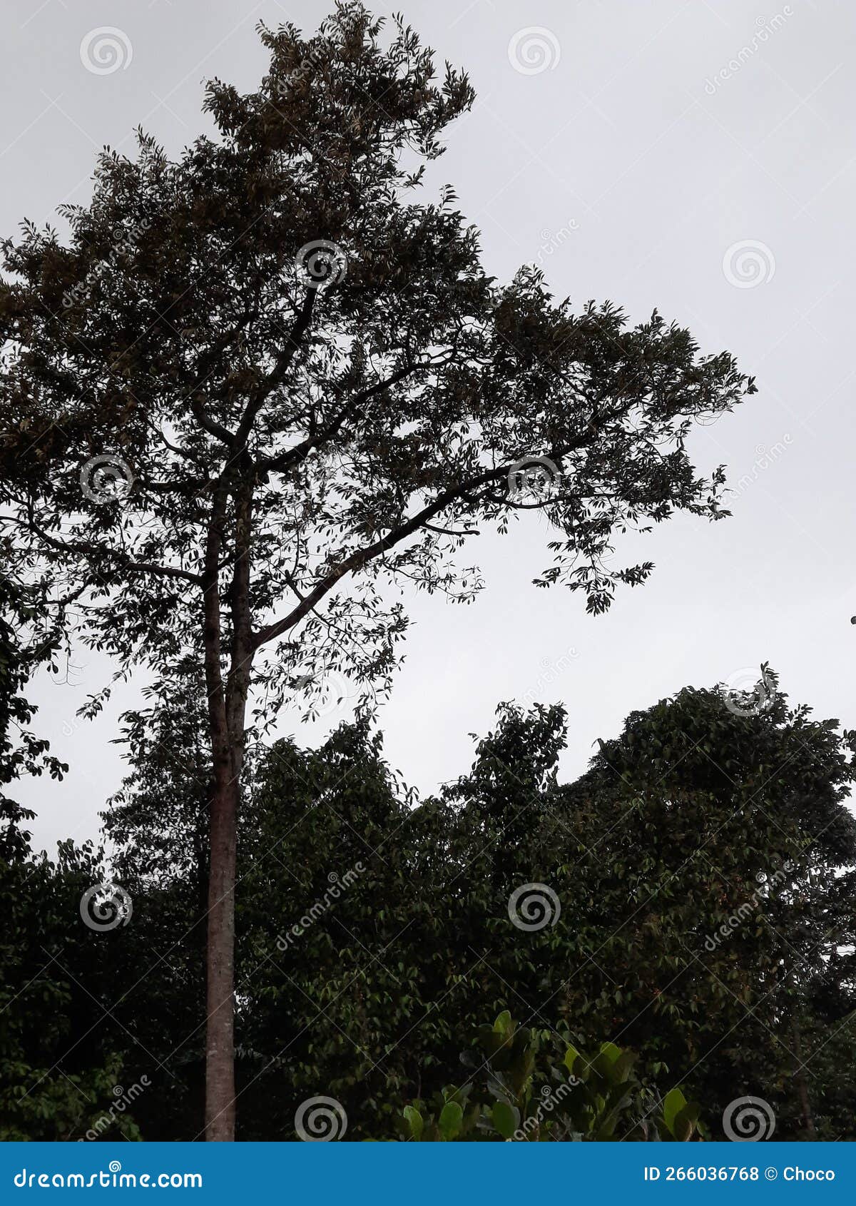 Big and Tall Tree in the Forest during Cloudy Weather Stock Photo ...