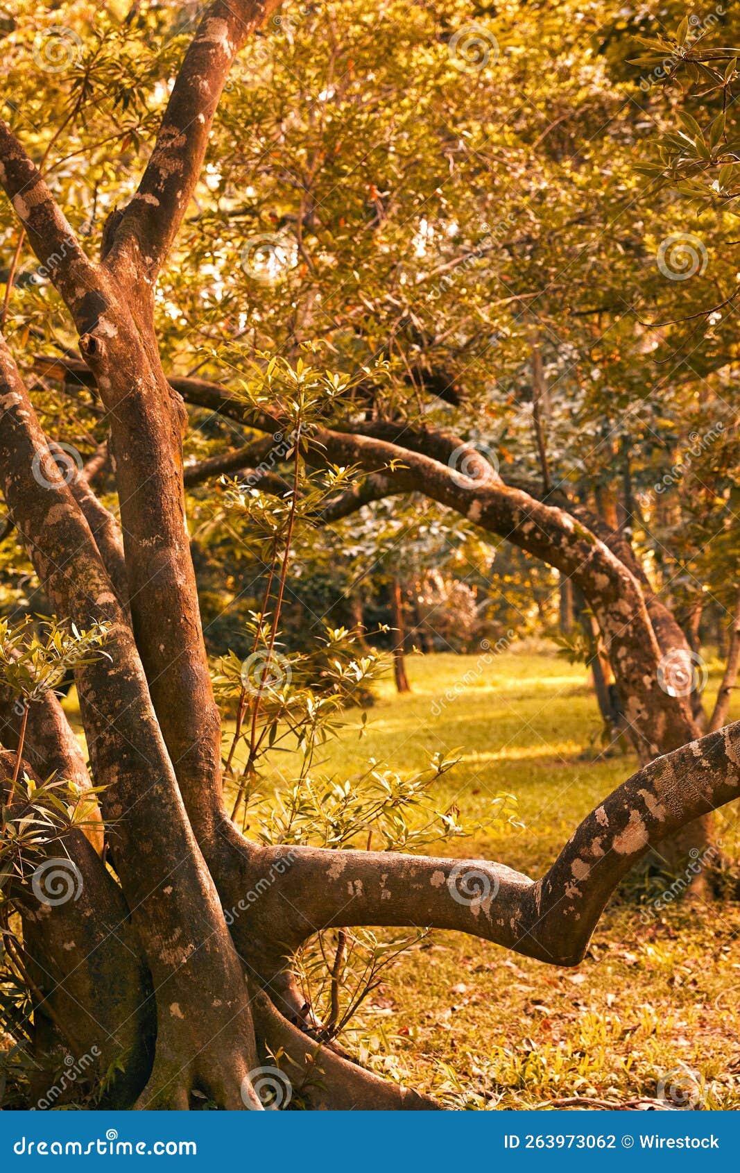 Big Tall Tree in the Forest with Fallen Leaves Stock Photo - Image of ...