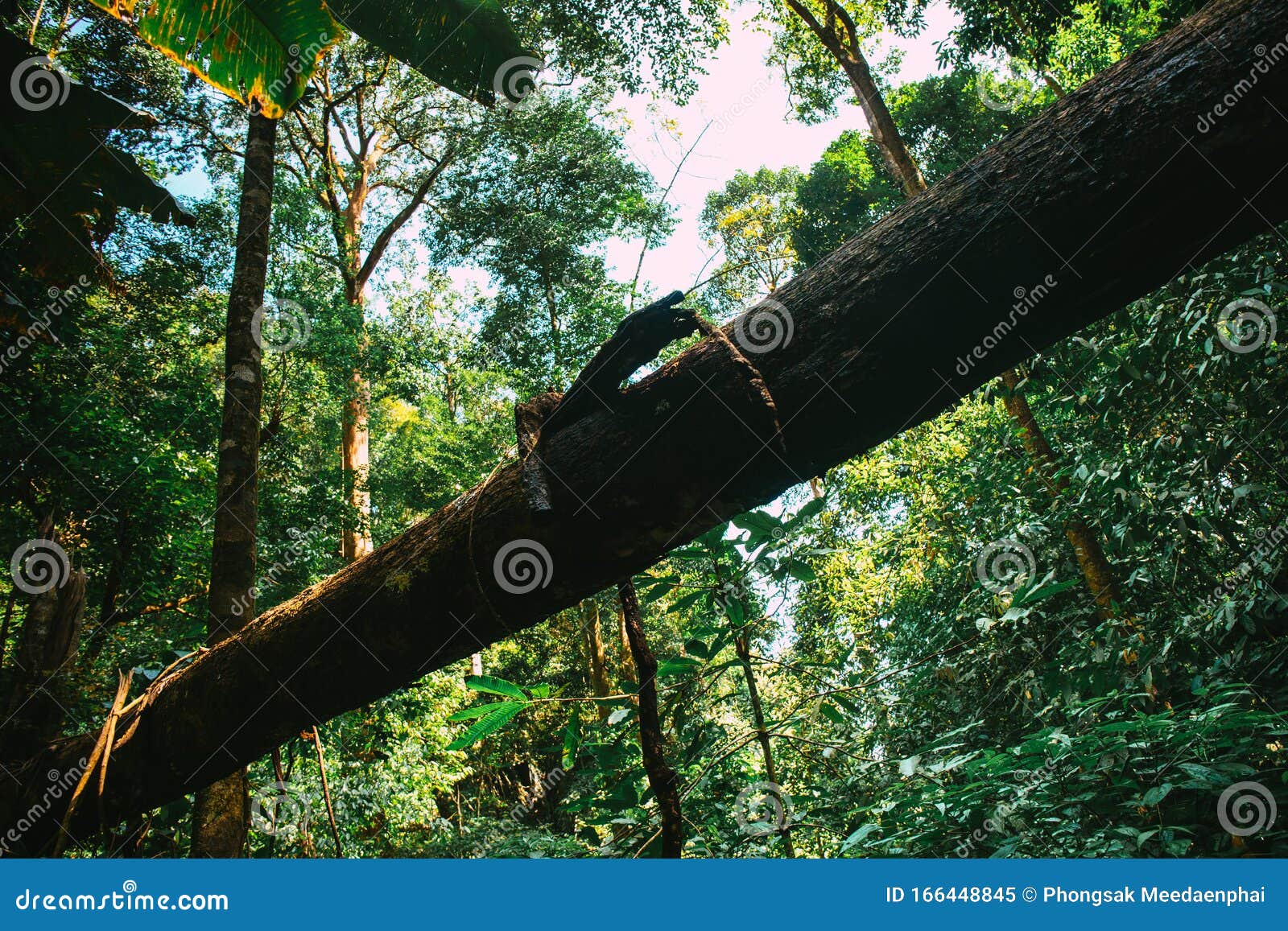 Big Tall Tree in Forest Falling or Broken Down with Large Green Tree on ...