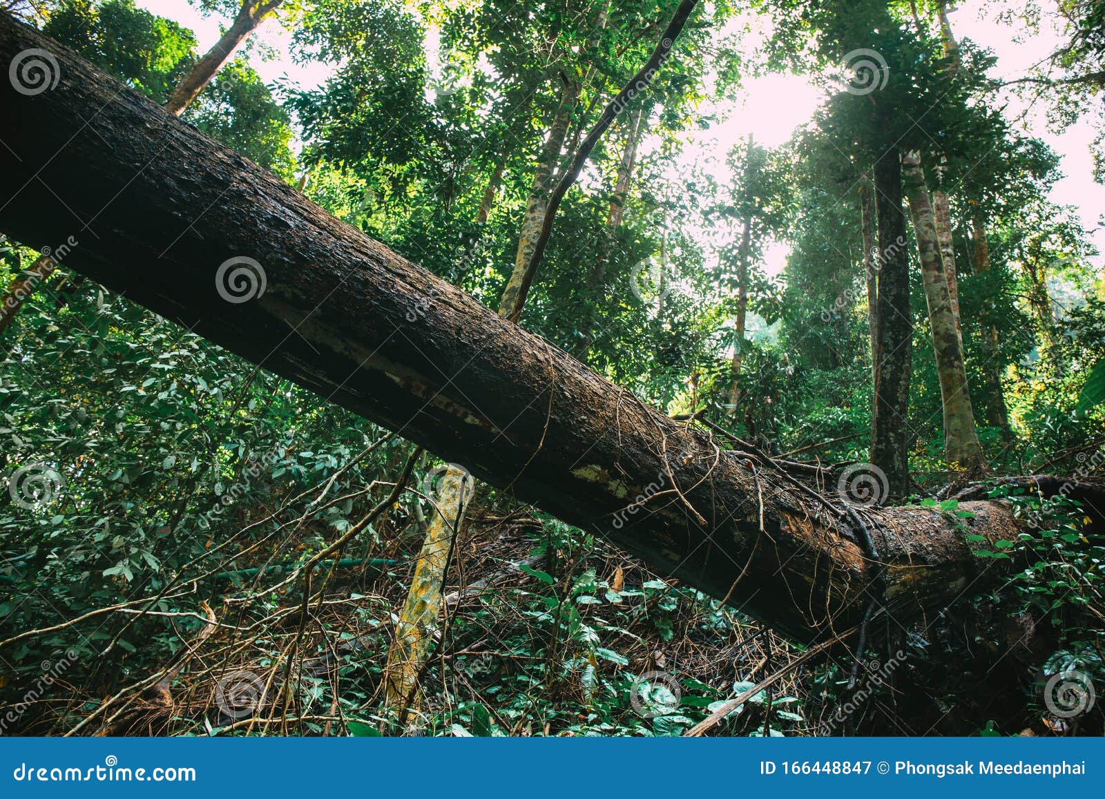 Big Tall Tree in Forest Falling or Broken Down with Large Green Tree on ...