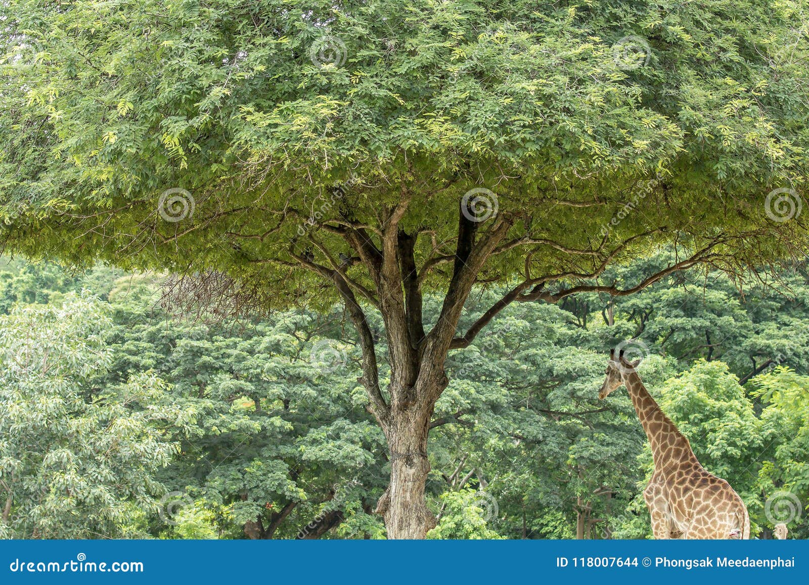 Big and Tall Tree with Giraffe in the Under. Stock Photo - Image of ...