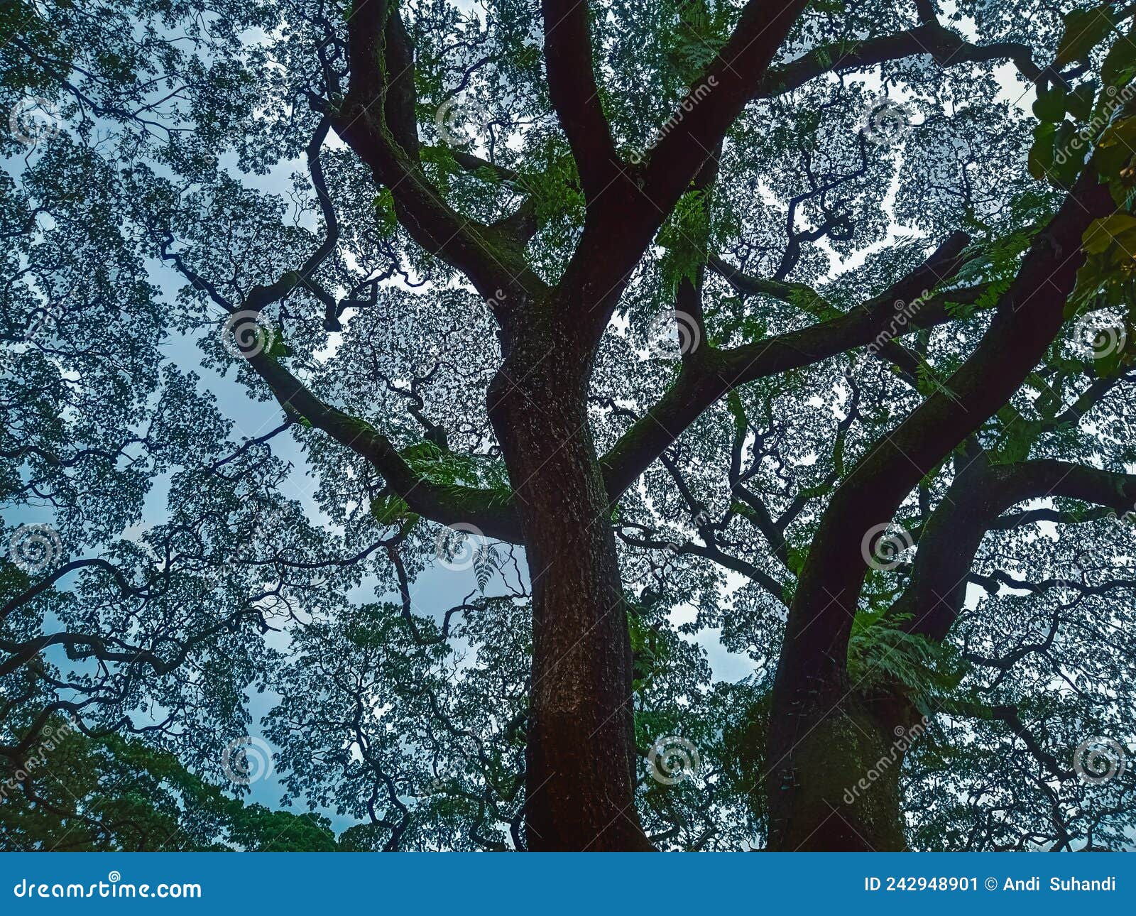 A Big Tall Tree in a Park in Bandung Stock Image - Image of park, green ...