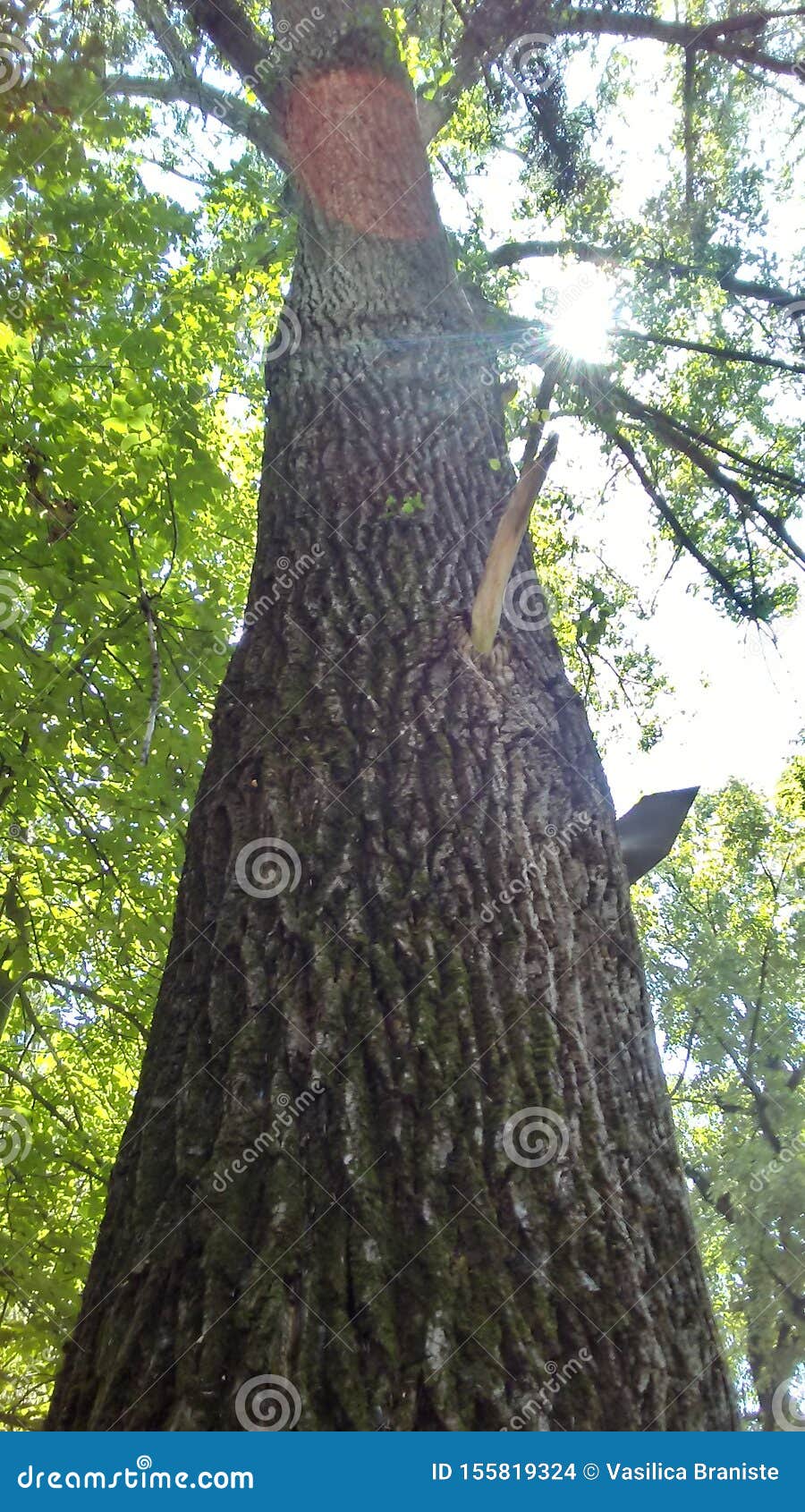 The big tall tree stock photo. Image of tall, tree, verry - 155819324