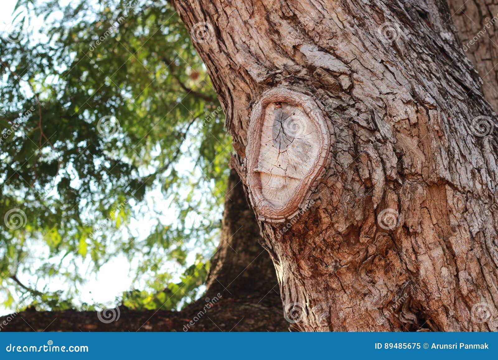 The Big Tamarind Tree in the Forest Stock Image - Image of high, asian ...