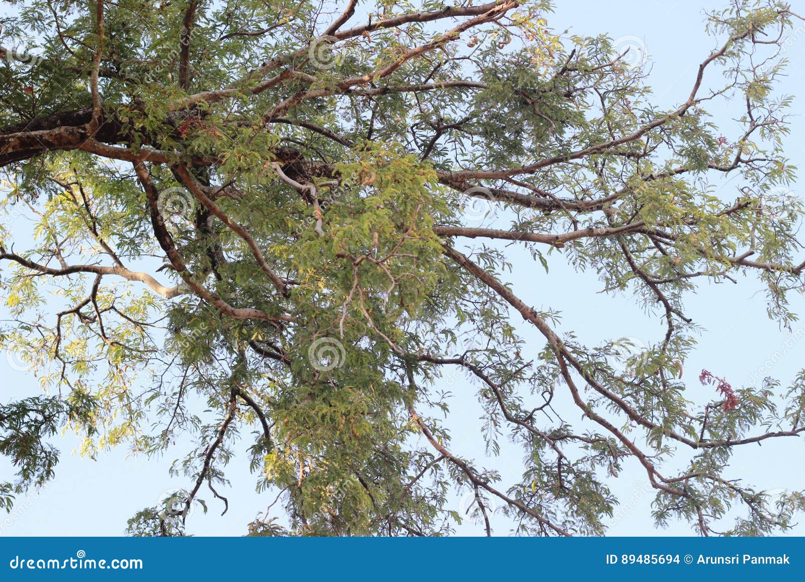 The Big Tamarind Tree in the Forest Stock Photo - Image of tamarind ...