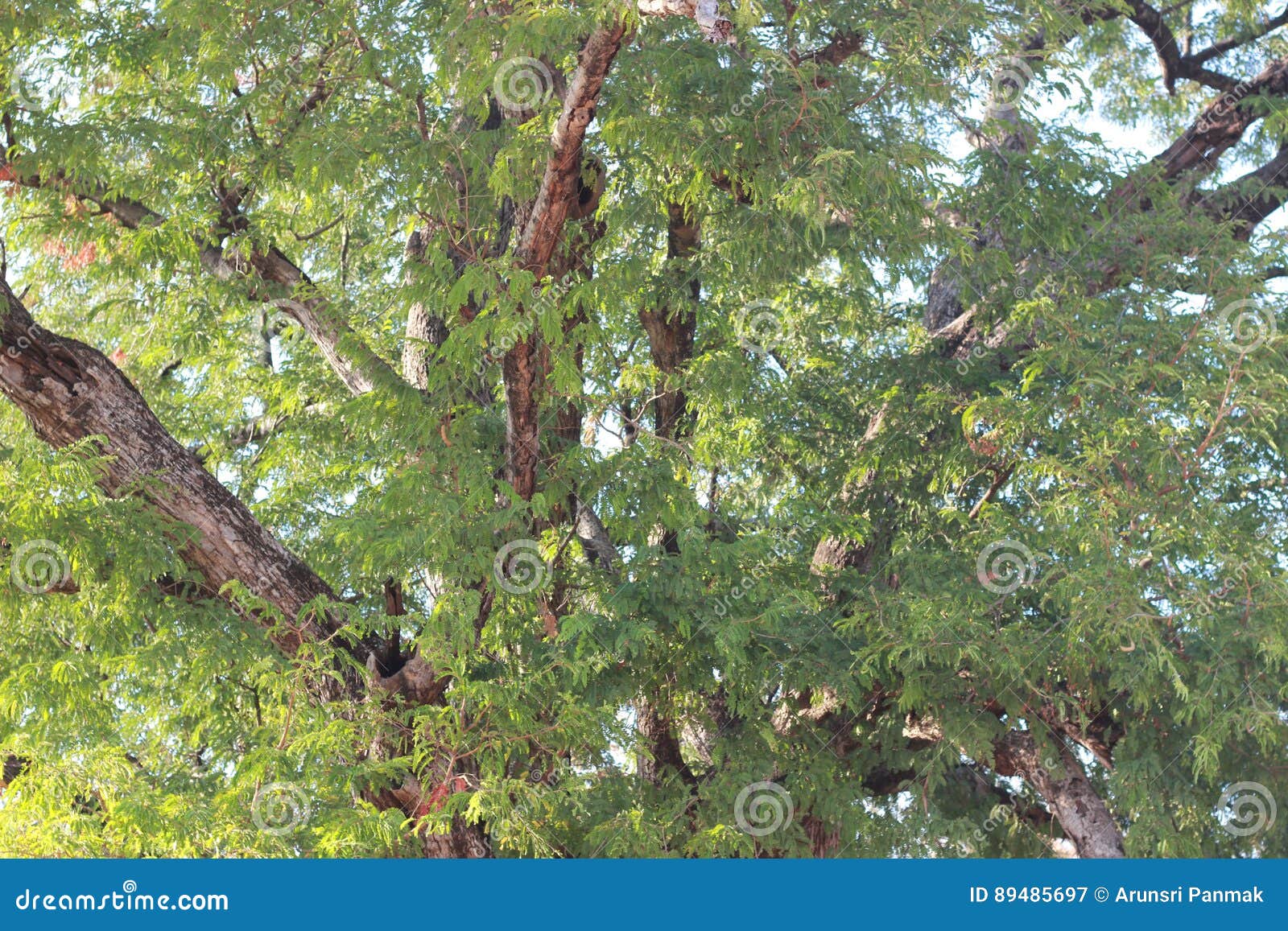 The Big Tamarind Tree in the Forest Stock Image - Image of shade, asian ...