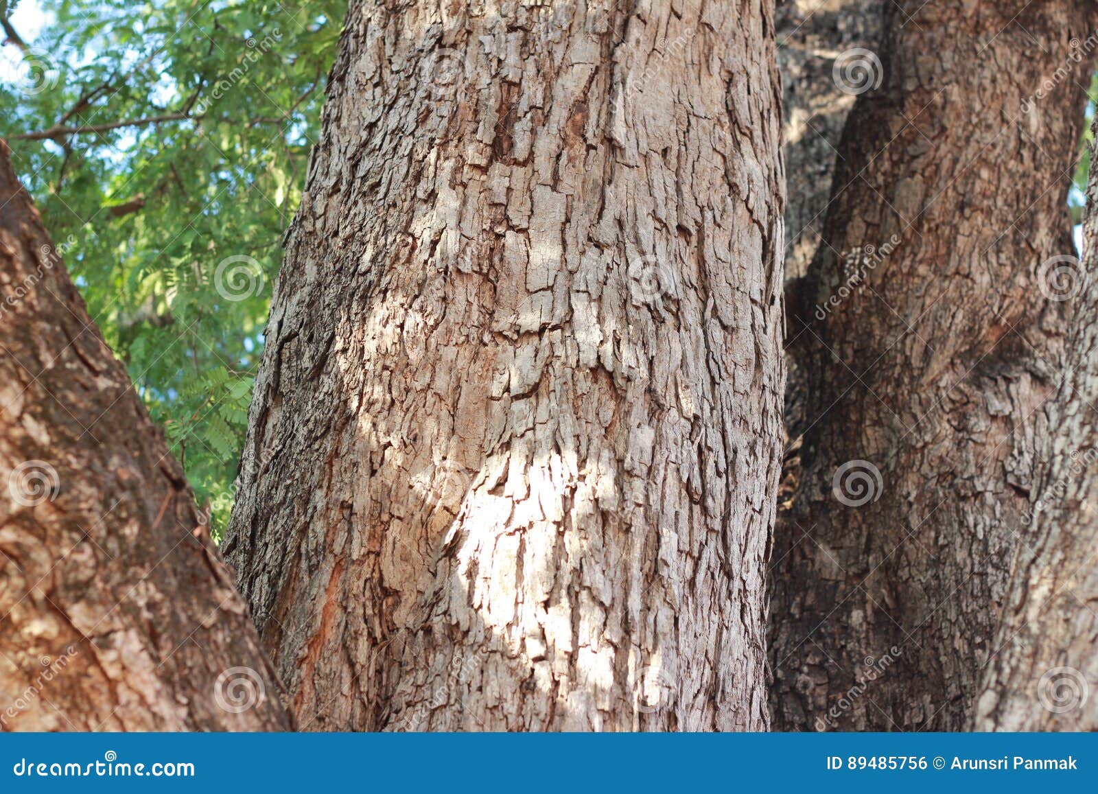 The Big Tamarind Tree in the Forest Stock Photo - Image of high ...
