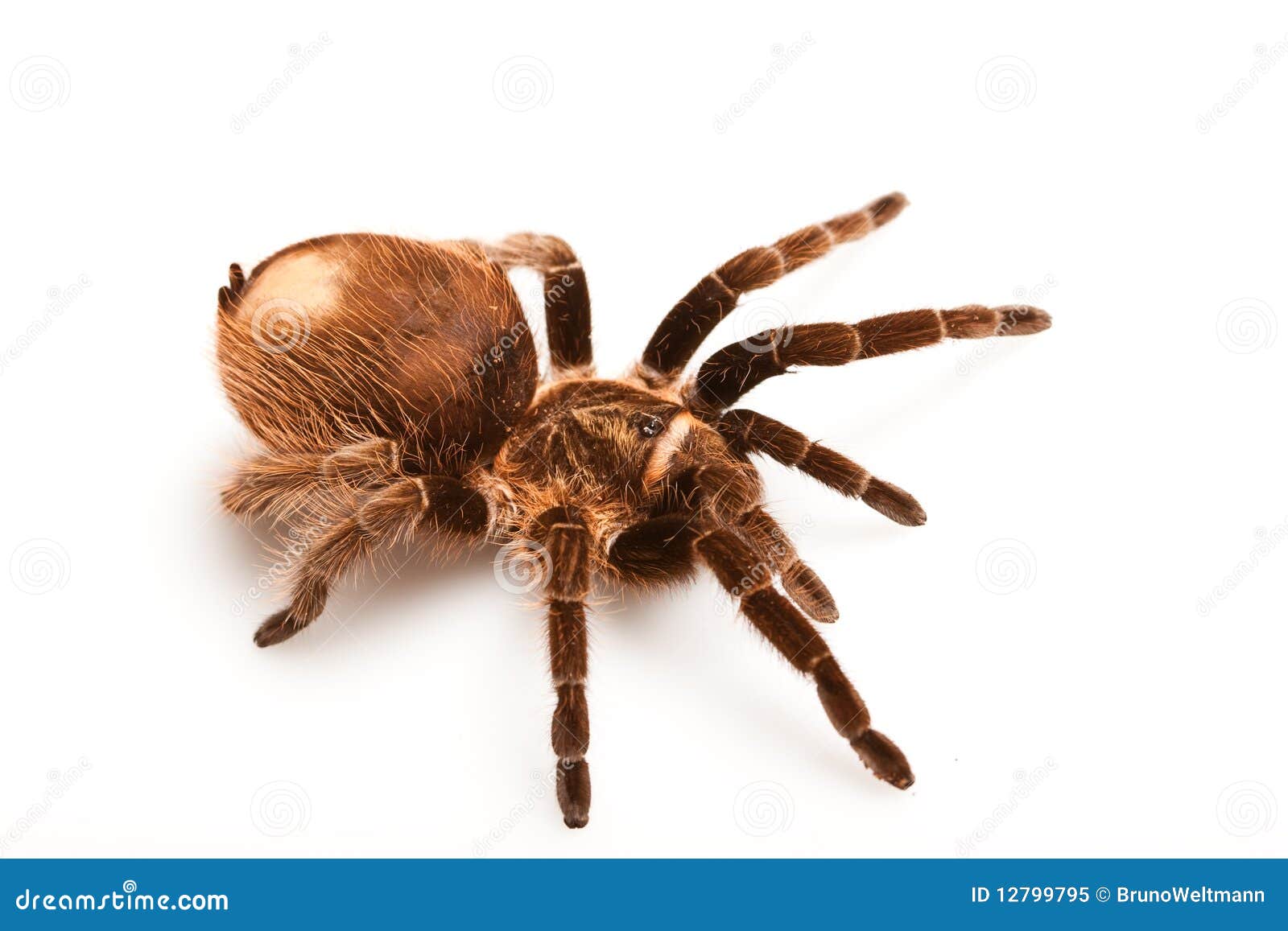 Big Tarantula stock image. Image of macro, veins, spider - 12799795