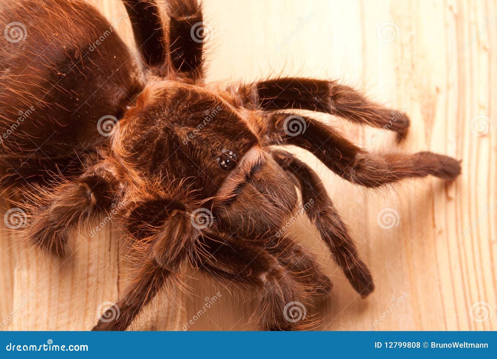 Big Tarantula stock photo. Image of spider, summer, eyes - 12799808