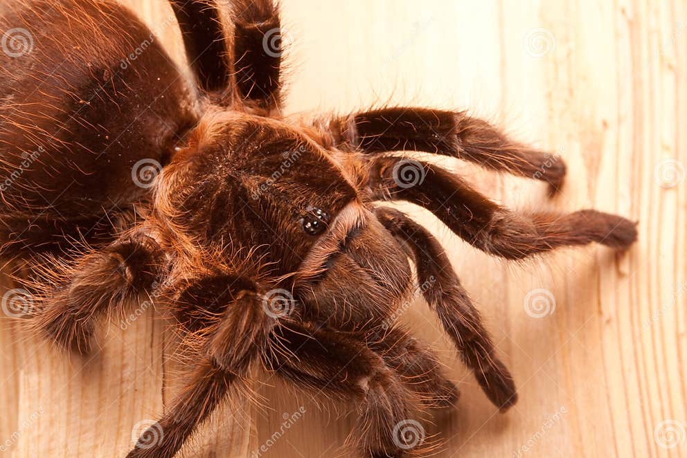 Big Tarantula stock photo. Image of spider, summer, eyes - 12799808