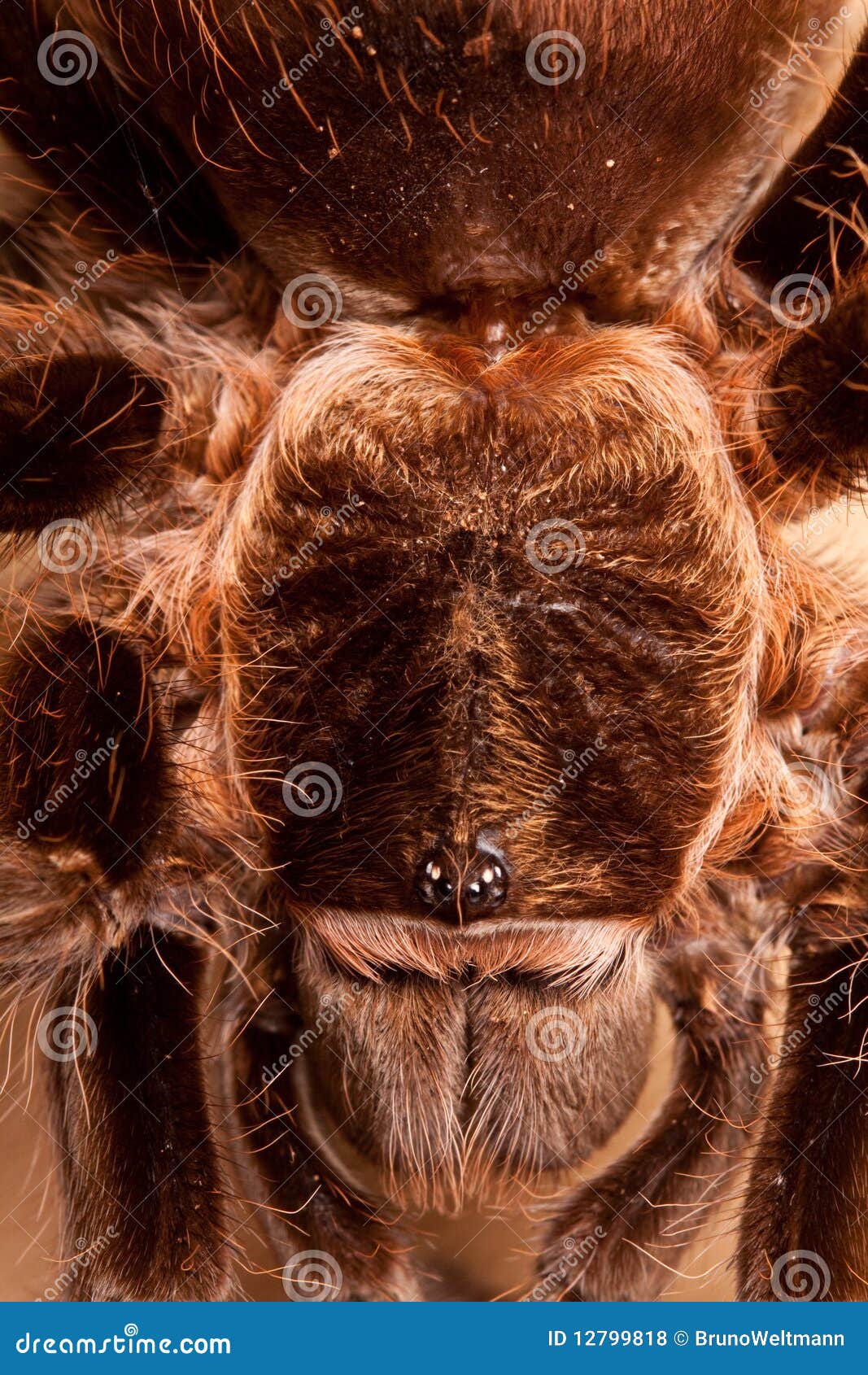 Big Tarantula stock photo. Image of nature, fear, tarantula - 12799818