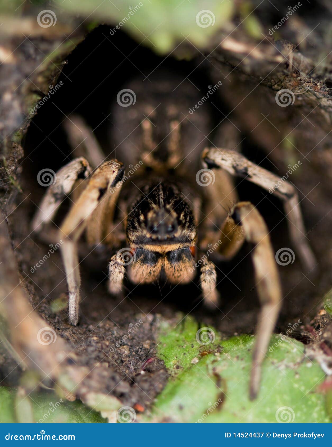 Big tarantula stock image. Image of crawly, crawling - 14524437