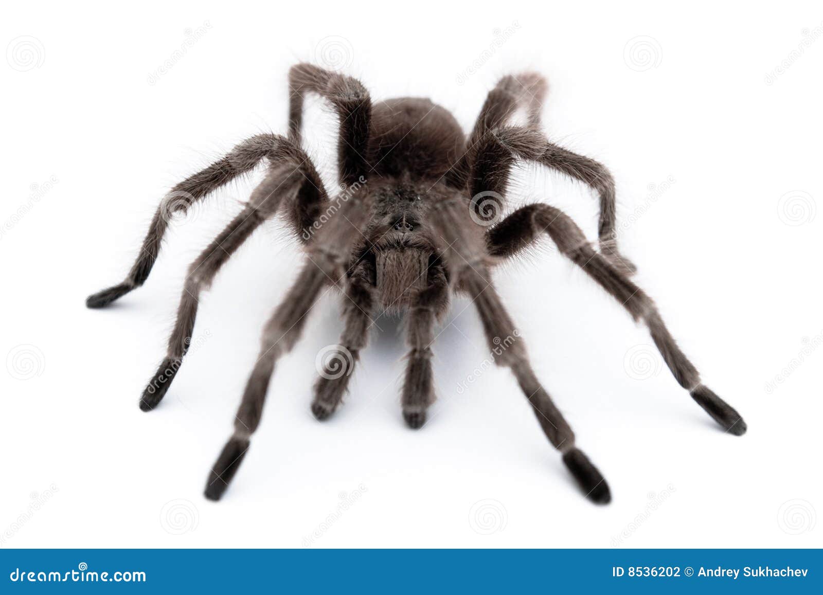 Big tarantula stock photo. Image of macro, spiders, tarantula - 8536202