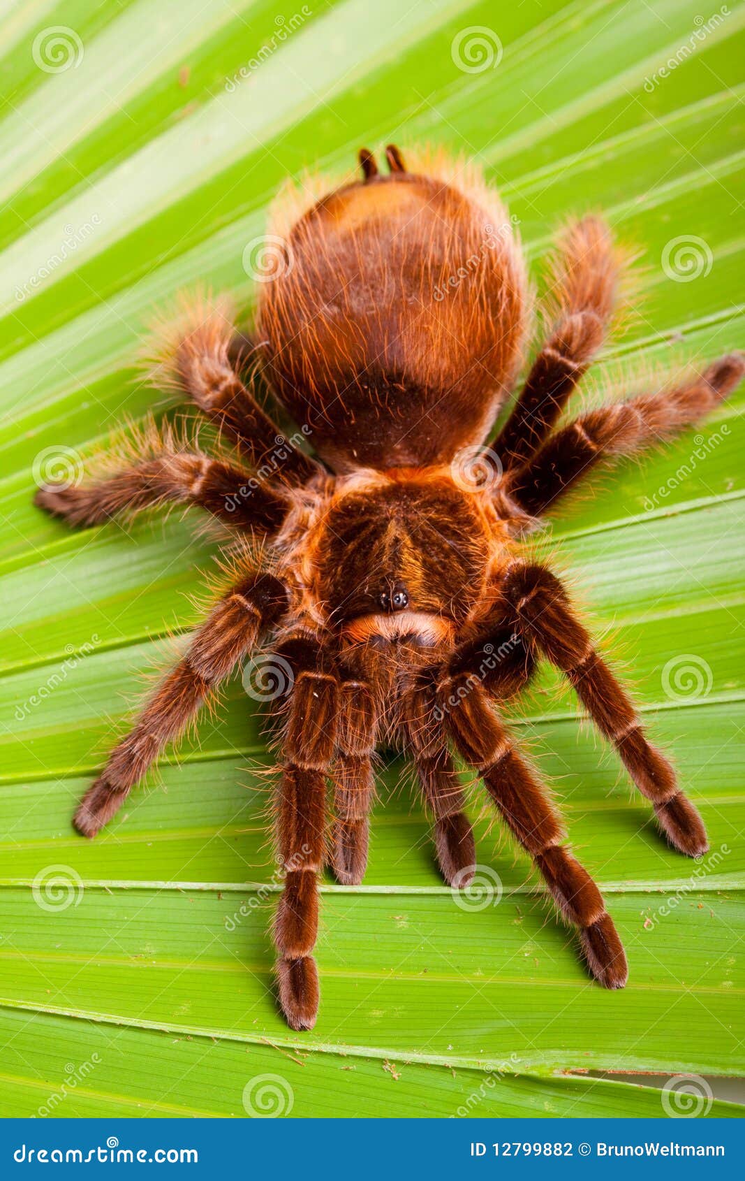Big Tarantula on Leaf stock photo. Image of jaws, detail - 12799882